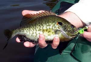 Fly Fishing West Georgia & Beyond